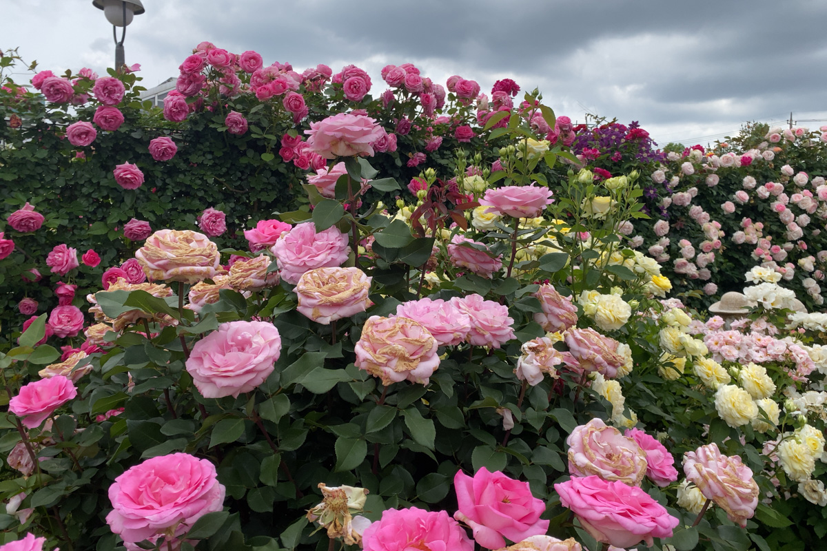 【春バラが今が見頃】京成バラ園へ春のバラを満喫してきたよ - 船橋つうしん - 千葉県船橋市の地域情報ブログ